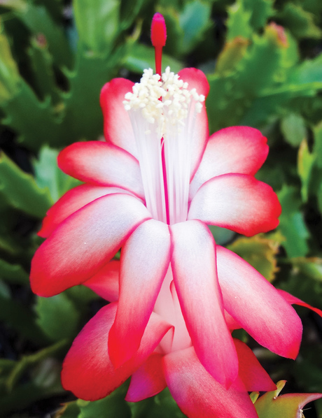 Zygocactus - Tesselaar