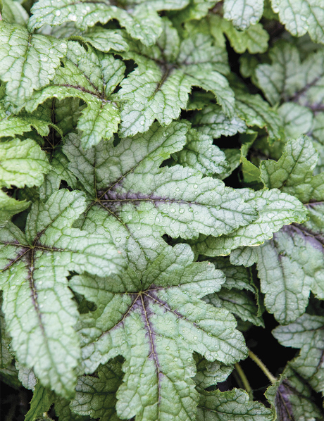 Heucherella 'Kimono' - Tesselaar