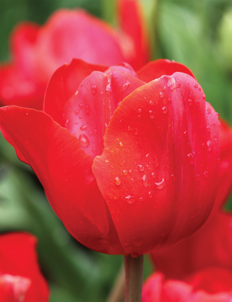 Tulip 'Pallada' - Tesselaar